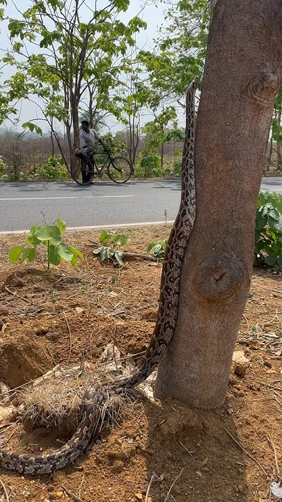 Python climb on tree 🐍😱दुनिया का सबसे विशालकाय अजगर चढ़ा पेड़ पर 😰 # ...