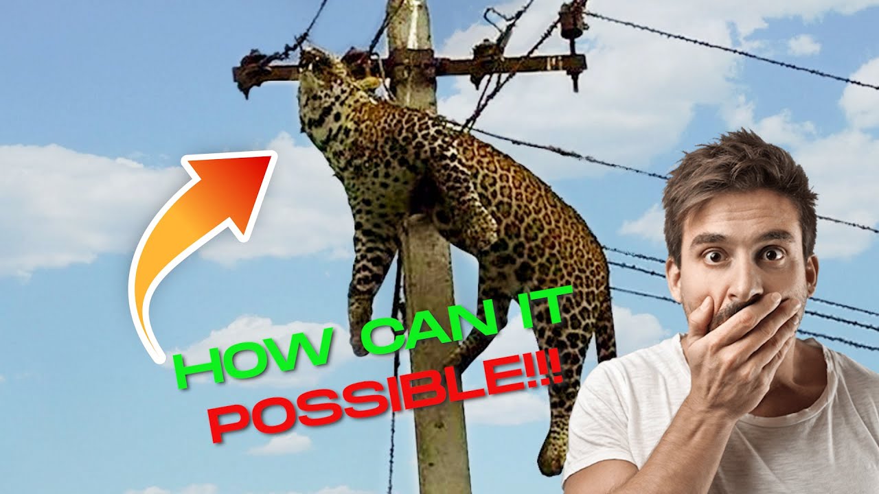 Top 45 Shocking Moments When Animals Were Electrocuted - YouTube