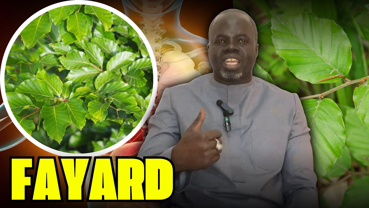 🌴 Ndiarignou Fayard : Vertus du Fagus Sylvatica - Pr Ousmane Ndiaye ...