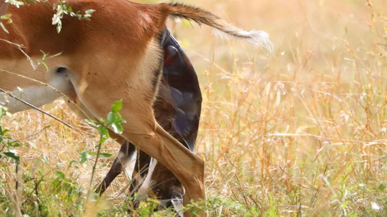 How Mother Impala Giving Birth - YouTube