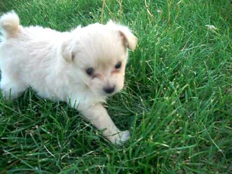 Chloe 4 week old pomapoo puppy - YouTube