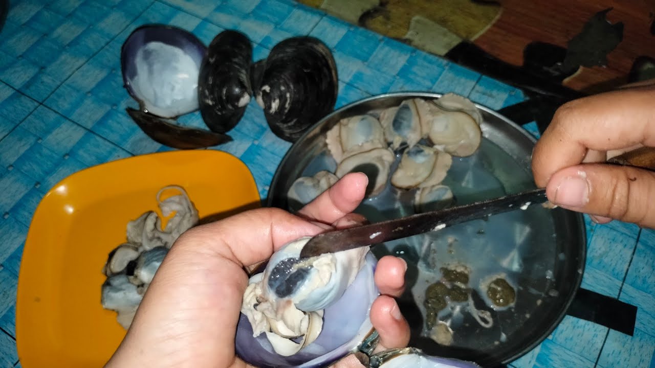 Cara Membersihkan Kotoran Kerang (Tai/ Taik) Kerang Kepah / Kerang ...