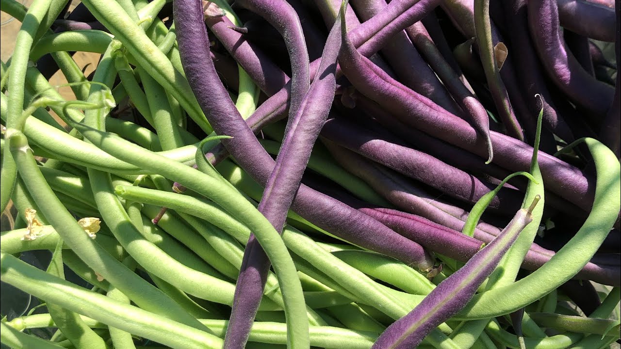 TWO types of Bush BEANS for your HOME GARDEN! Royal Burgundy and ...