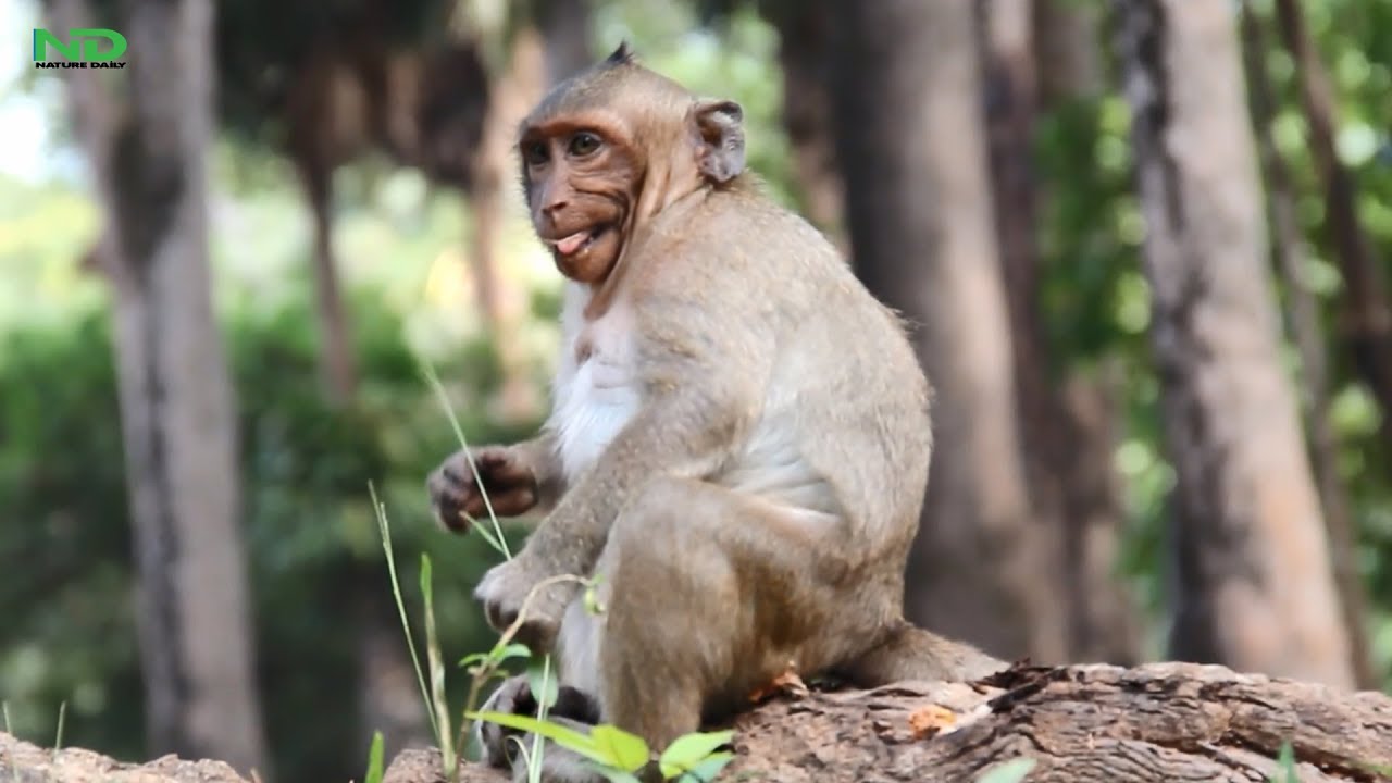 Sweet Pea Crying Loudly Because He Is Losing His Mom, Nature Daily ...