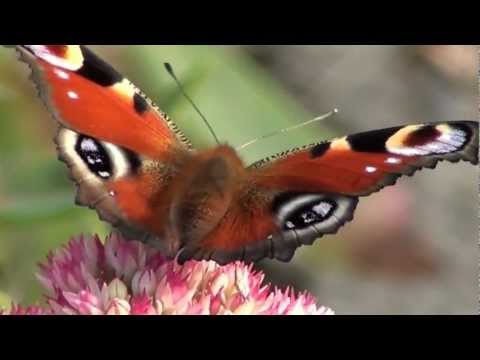 Motyl ( Butterfly) - Full HD 1080p, Test Sony HDR CX115