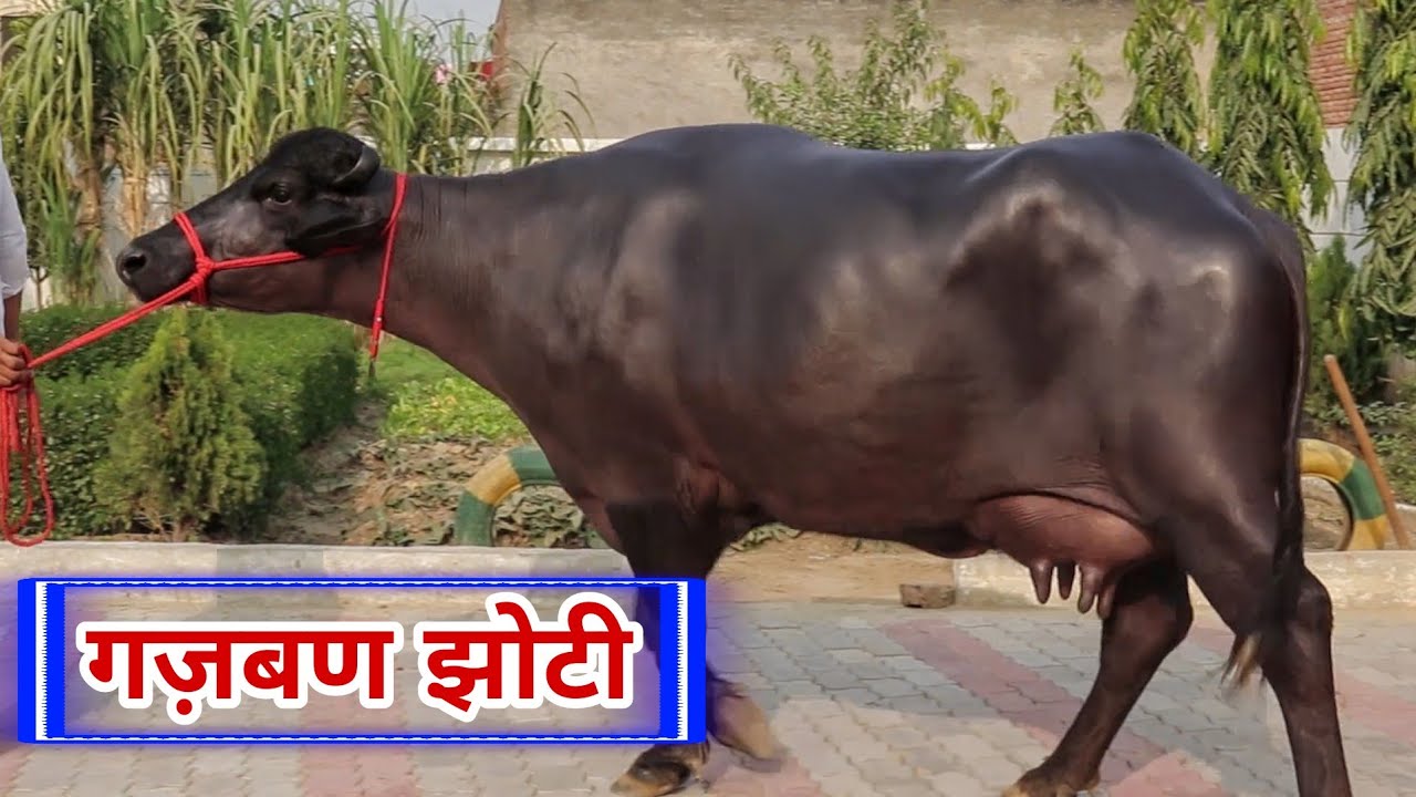 Beautiful Murrah Breed Animals - Show Quality Murrah Animals ...