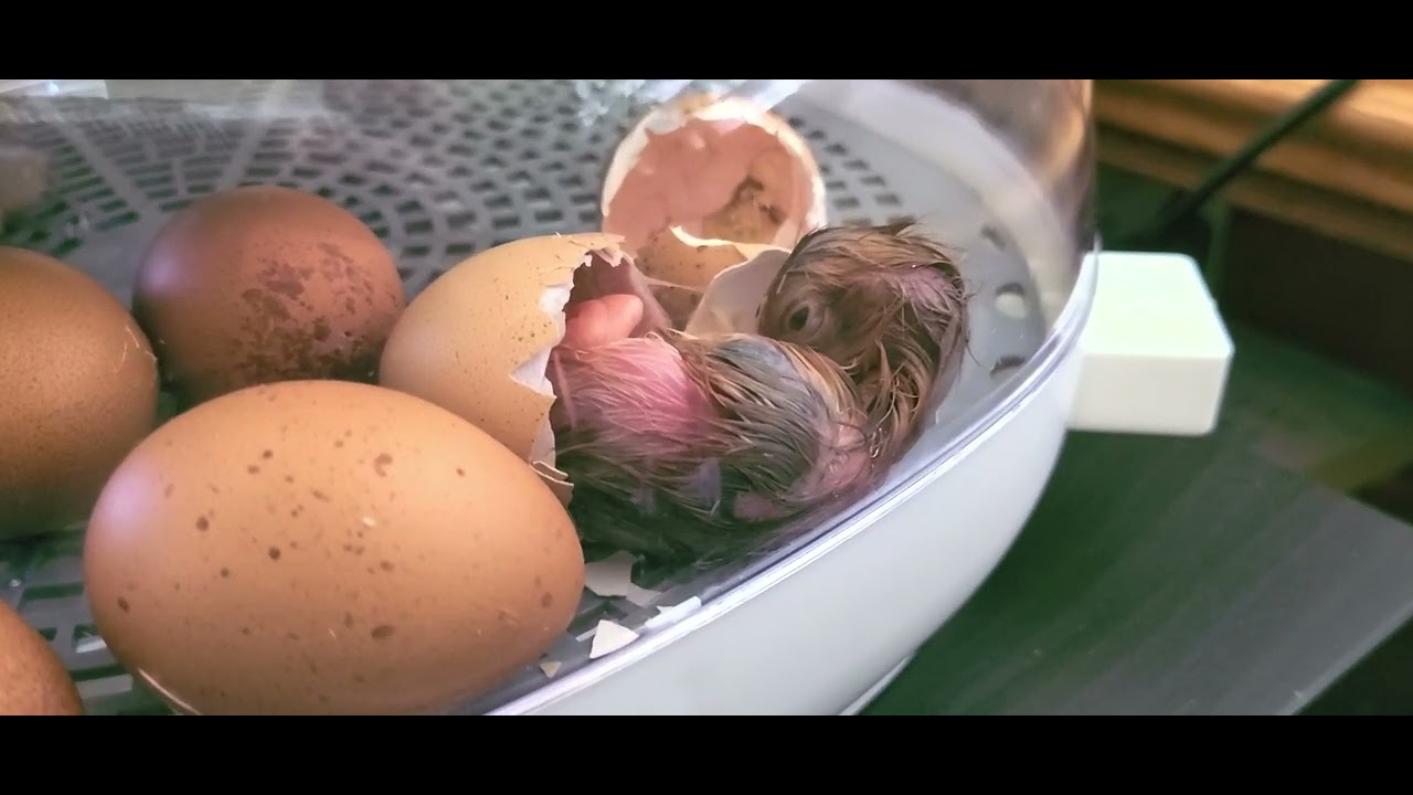 Chicken egg hatching real time. - YouTube