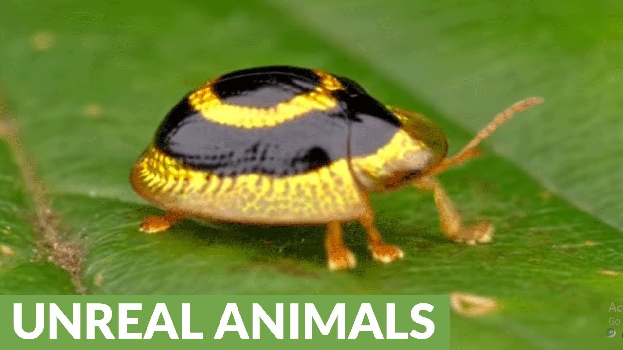 Dazzling golden target tortoise beetle from Ecuador - YouTube