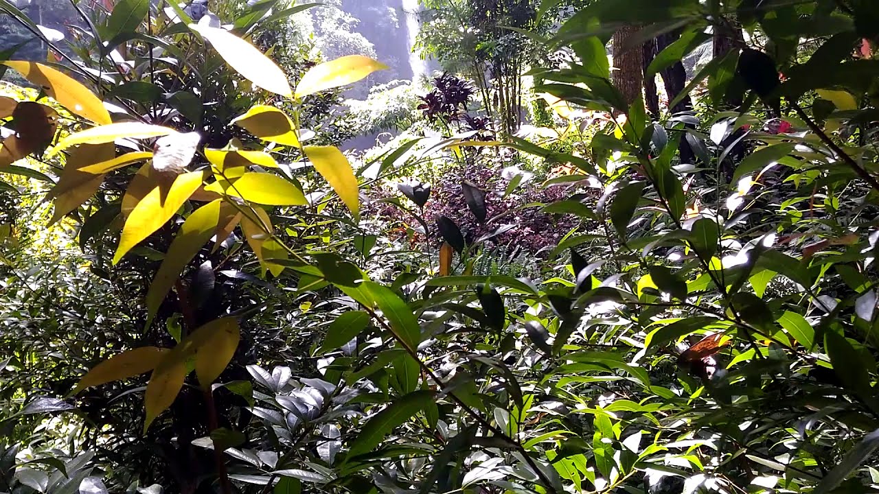 Air terjun wisata coban jahe. - YouTube