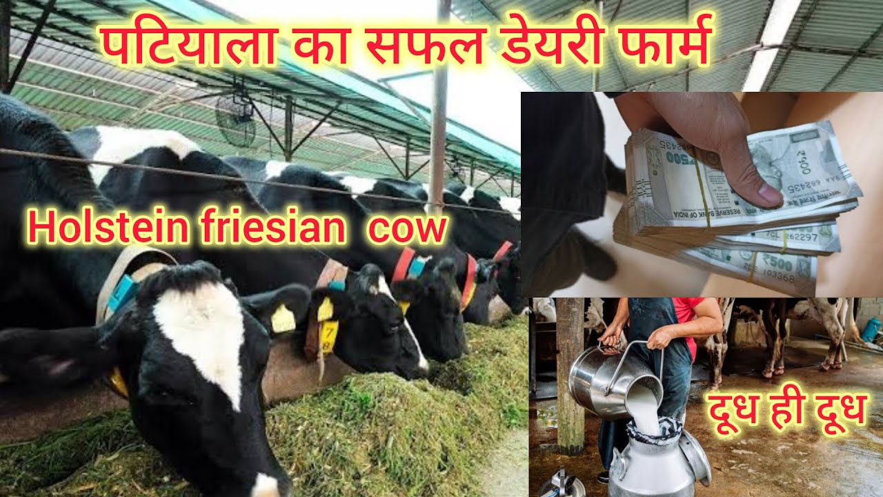 Dairy farm business idea | holisten cow breed | गाये की केयर कैसे करे ...