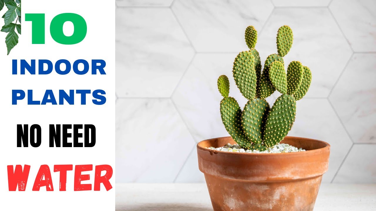 10 Stunning Drought-Tolerant Plants That Thrive With Almost NO Water! | Low-Maintenance Garden ...