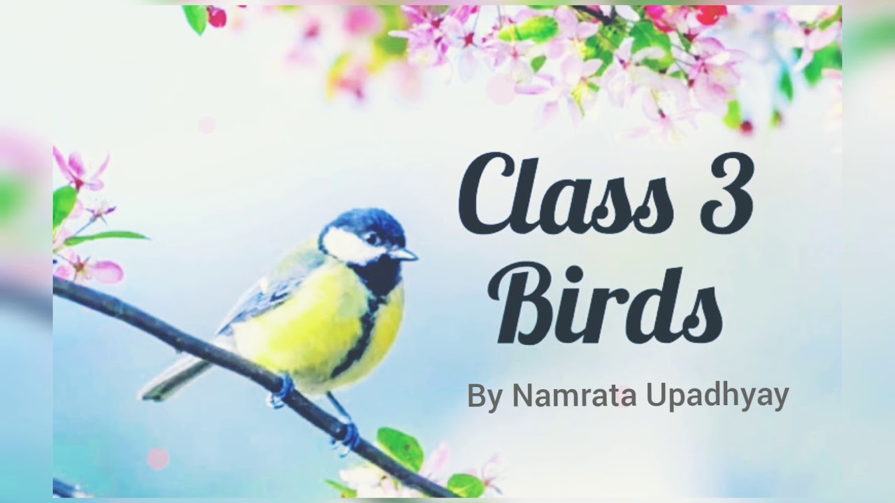 Class 3 Science Birds Part 2 YouTube class-3-science-birds-part-2-youtube
