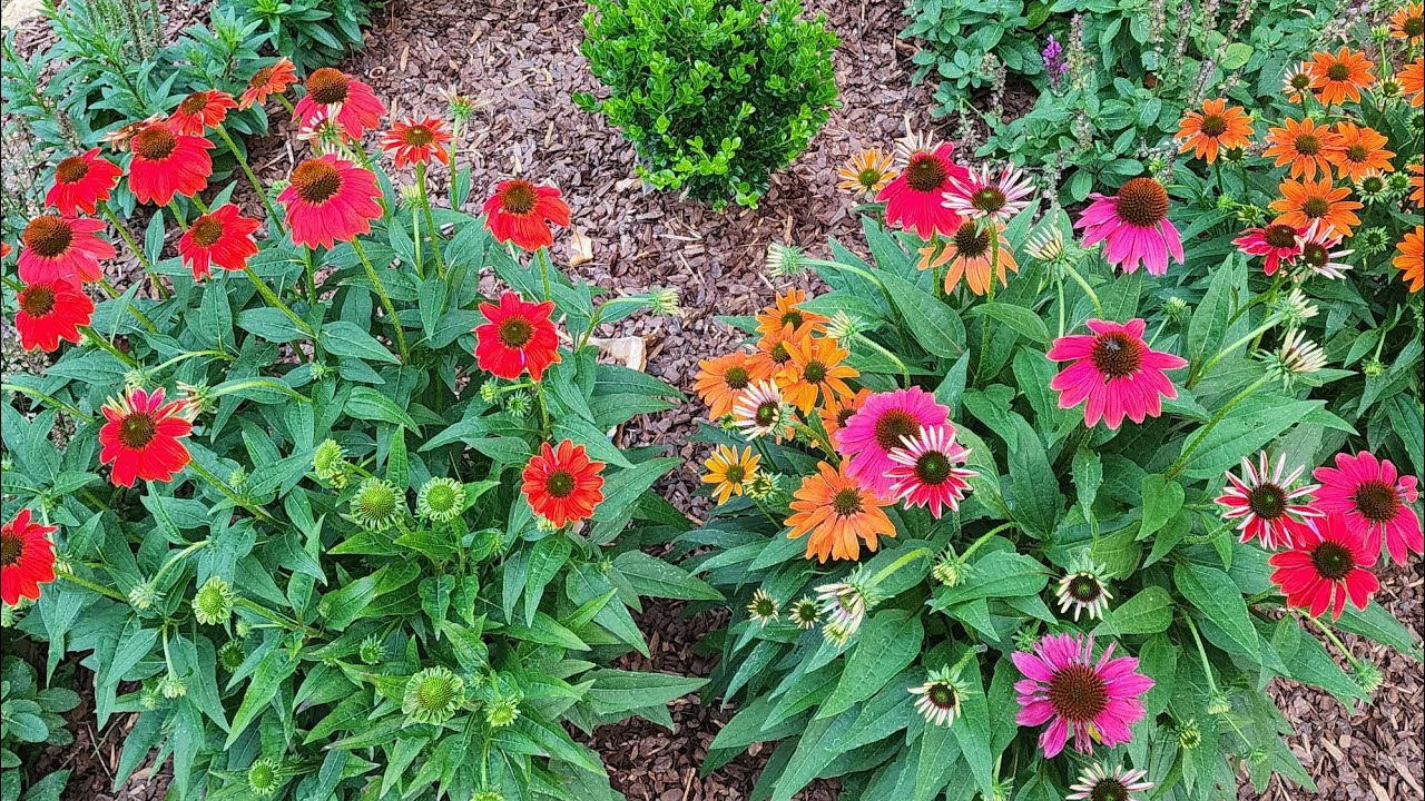 Plant Spotlight: Coneflower. Beautiful and very reliable perennial in ...