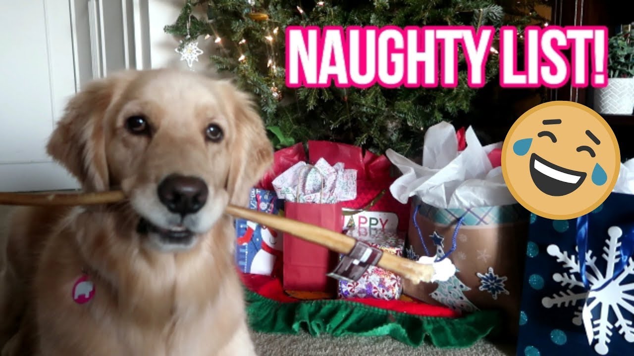 Service Dog STEALS Her Christmas Gift! 🎄🙈 - YouTube