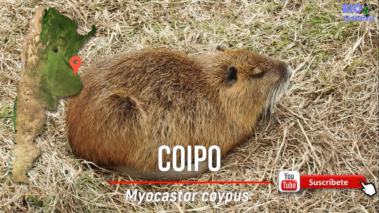 COIPO - FALSA NUTRIA - FALSE OTTER Myocastor coypus #coipo #nutria # ...