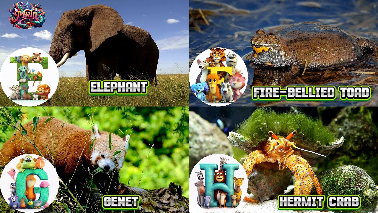 ABC Wild Animals song | Learn Alphabets | English and Animals for Kids ...