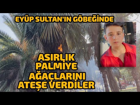 Eyüp Sultan'ın Göbeğinde Palmiye Ağaçlarını Ateşe Veren Çocuklar !