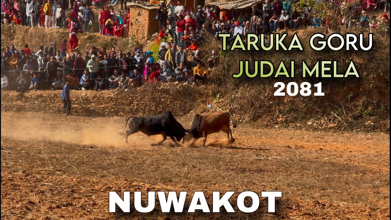 Taruka Goru Judai Mela 2081 | Jhannai Manxey Haneko Goru le | Nuwakot ...