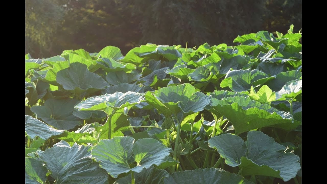 #UrbanFarmFriday- Fiery Ginger Farm - YouTube