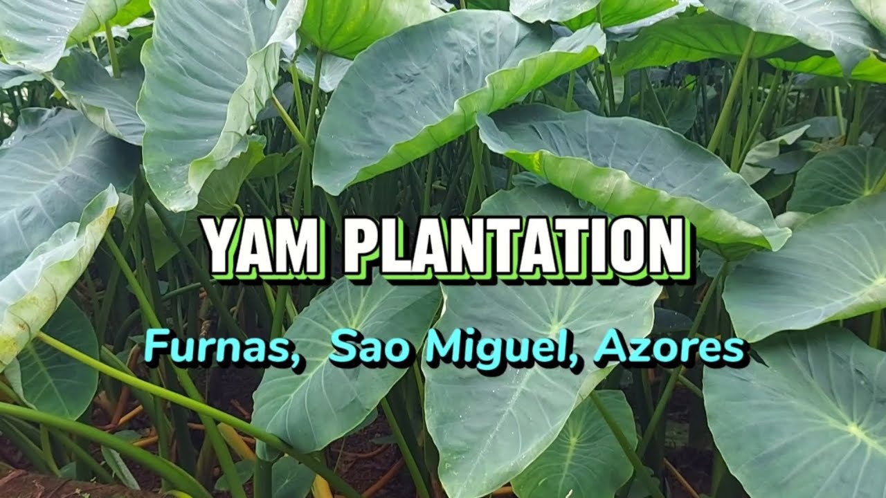 Exploring the Yam Plantation in Furnas, Sao Miguel, Azores - YouTube