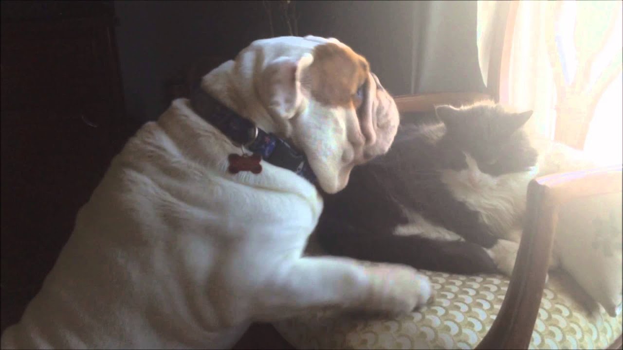 Bulldog vs. Cat - Give me my seat! - YouTube