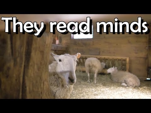 Let's Visit a Farm, Since No Vegans Will