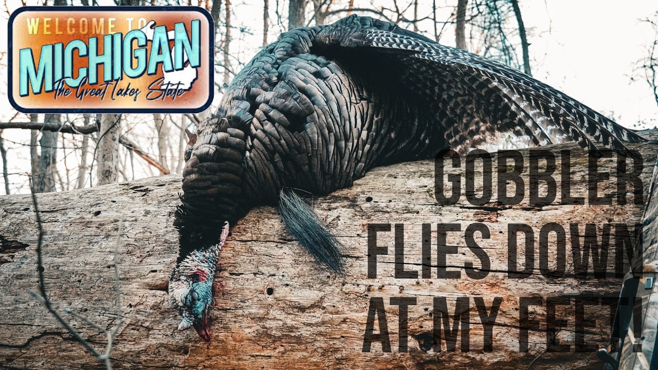 QUICKEST TURKEY HUNT OF MY LIFE! GOBBLER FLIES DOWN AT MY FEET ...