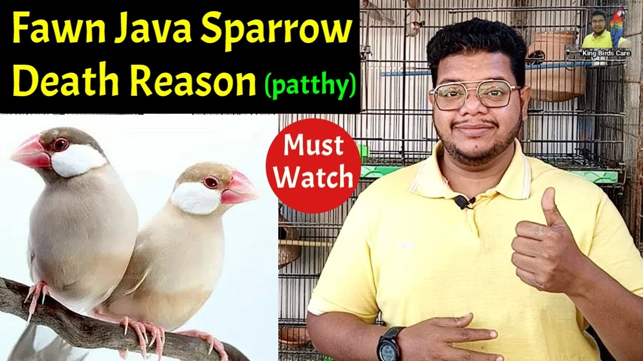 Java sparrow death reason | Young Java sparrow death reason | Java bird ...