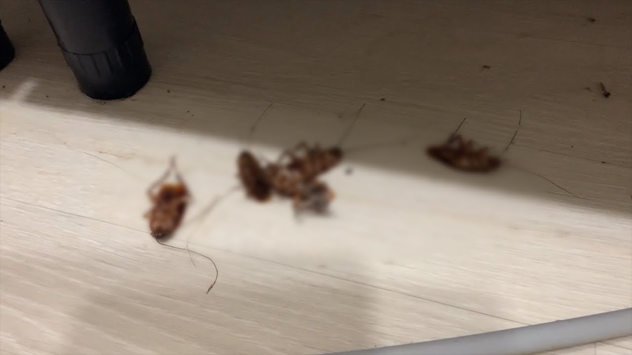 씽크대 하단 바퀴벌레 시체 청소 Cockroach Hunting #5 / Cleaning Under the Kitchen ...