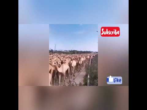 #Avustralya da ölümü bekleyen #develeri Libyalı iş adamı satın aldı