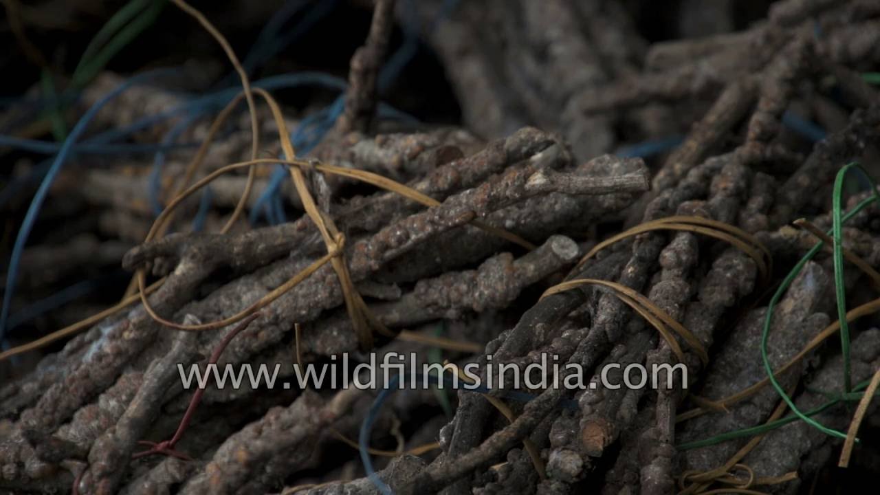 These palash tree sticks hold the valuable shellac that lacquer insects ...