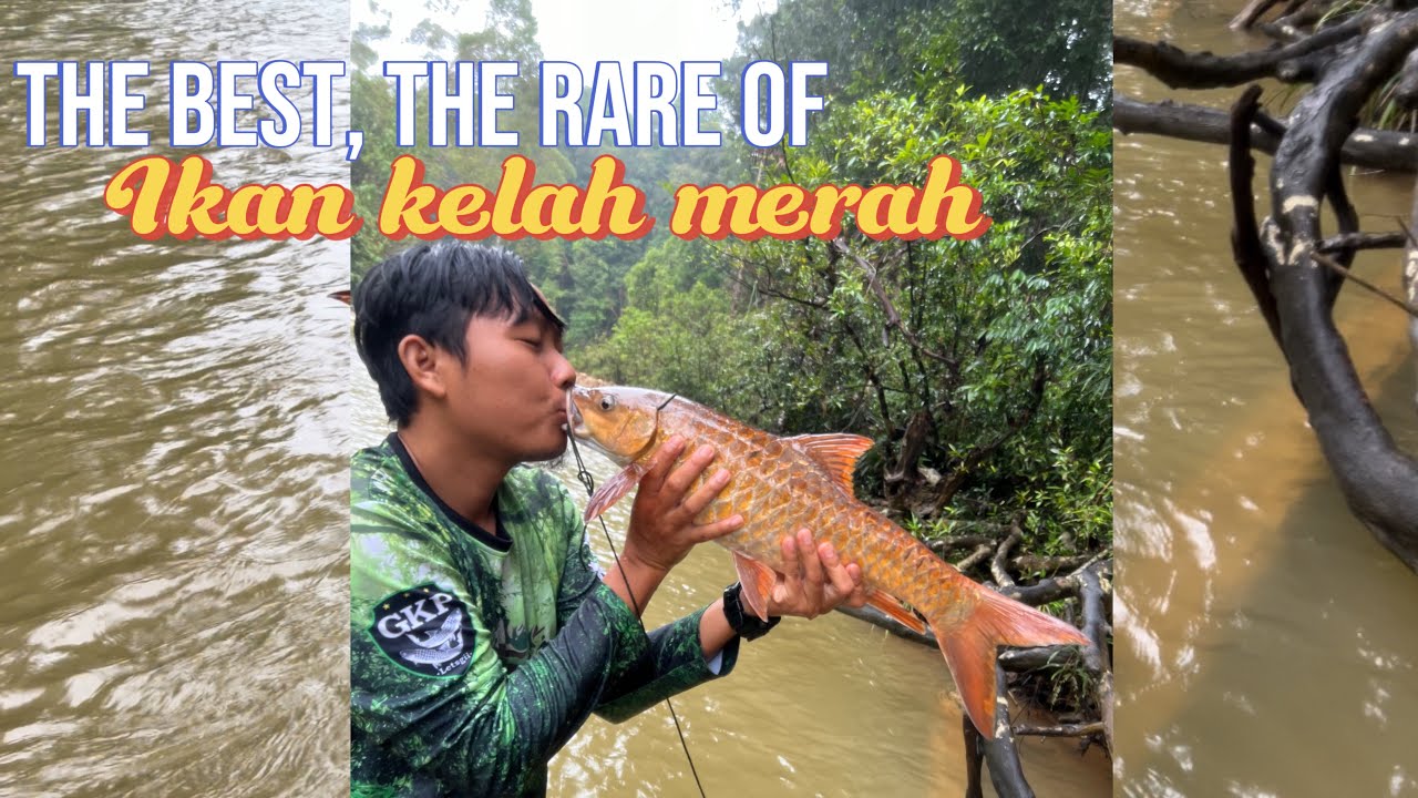 Ikan kelah merah mahseer ikan diraja pancing masak dan makan - YouTube