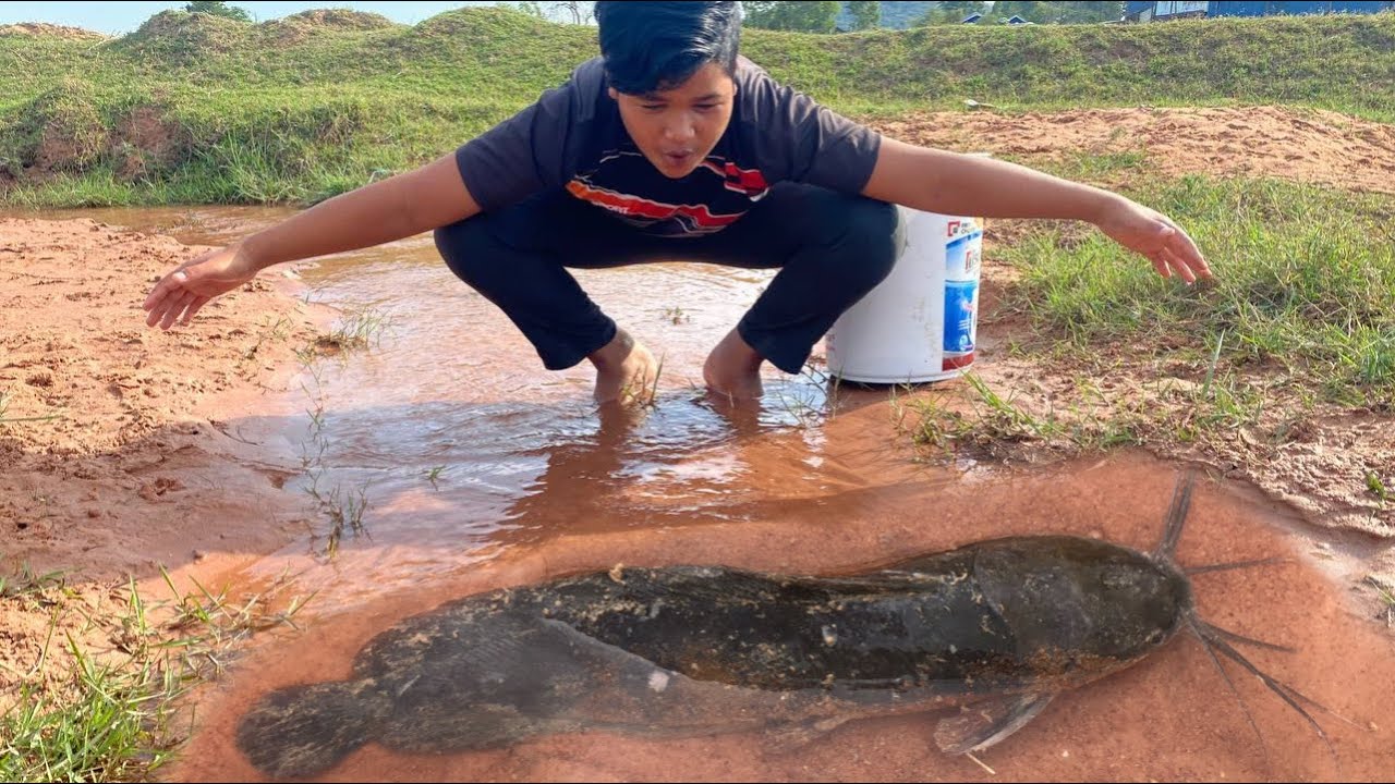 Wow amazing amazing man fishing! Catch monster fish in the field with ...