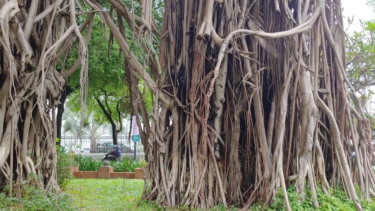 HD) Big tree in ho chi minh(Saigon), vietnam(Giant Tree) - YouTube