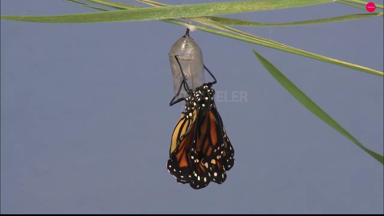 Metamorphosis Unveiled | Caterpillar to Butterfly Transformation#nature ...