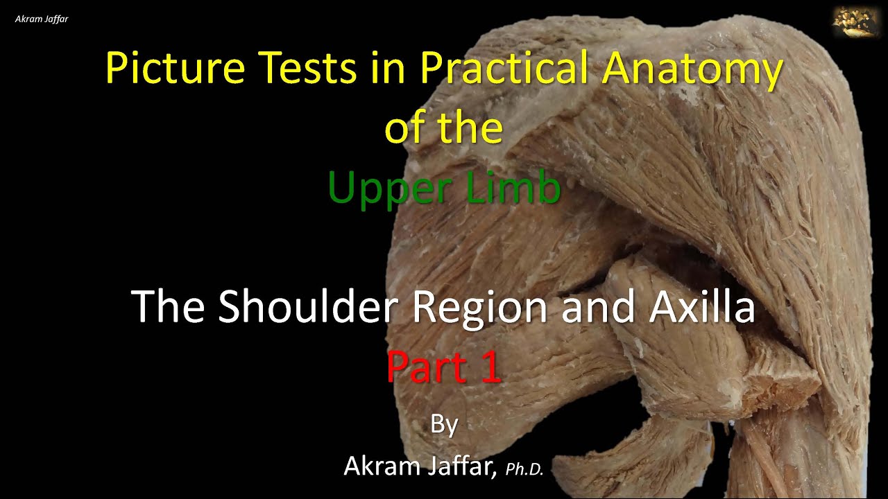 Picture tests in upper limb anatomy shoulder region and axilla 1 - YouTube
