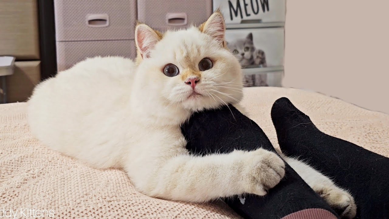 I will Bite your Legs until you Give me a Treat! - YouTube