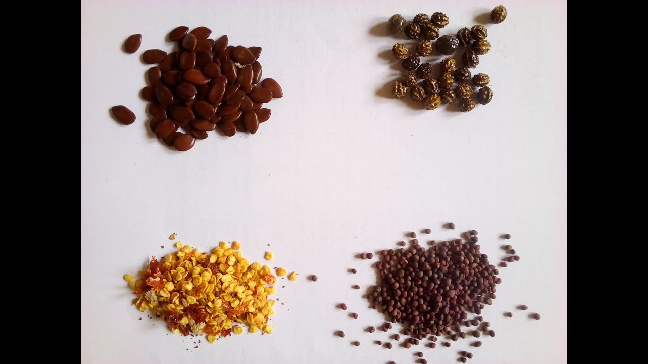 Traditional seed preservation methods Wood Ash - YouTube