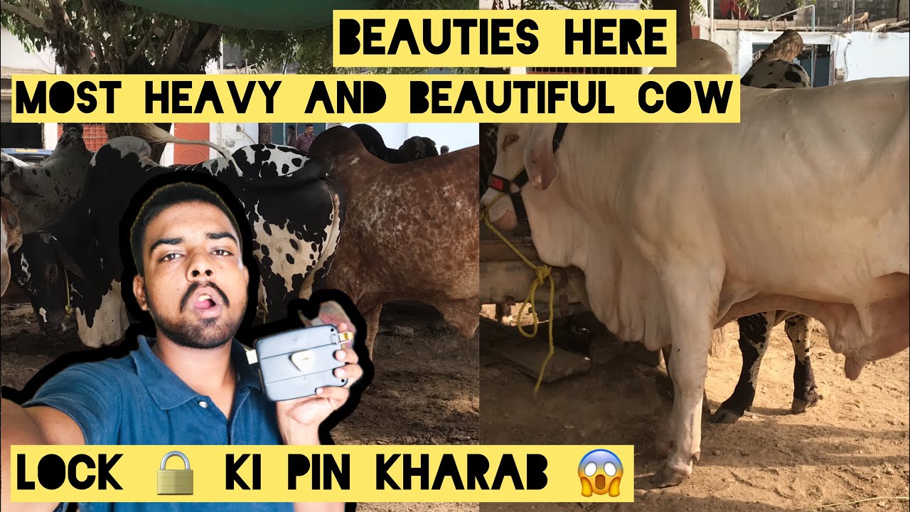 Daily vlog 162 ( most of beautiful and heavy cow at normal prize ️ ️😍 ...