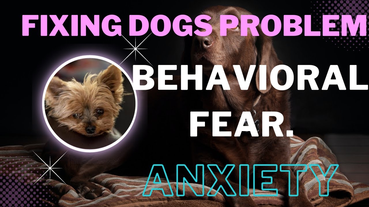 fixing behavioral problems and fear and anxiety of dogs - YouTube