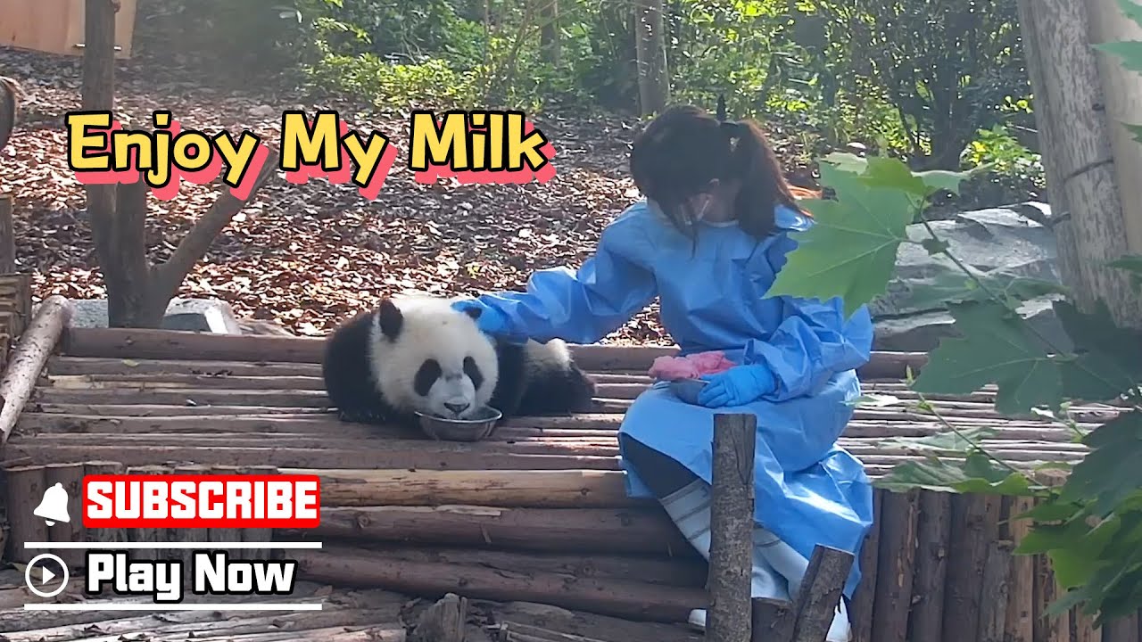 Clingy Panda Baby Needs Nanny To Pat While Drinking Milk | iPanda - YouTube
