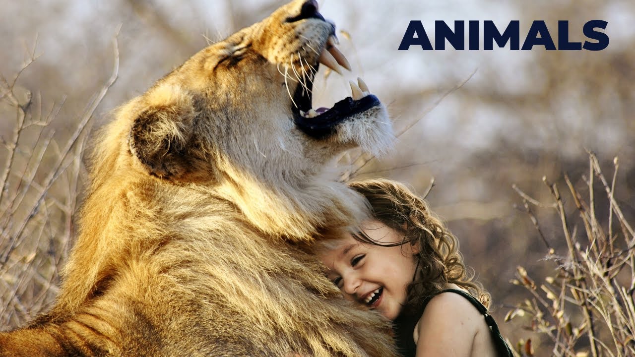 Amazing Scenes of Animals - Scenic Relaxation Film - YouTube