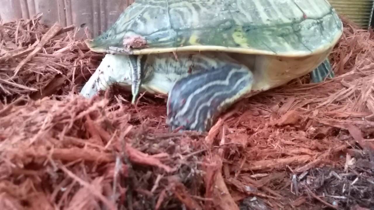 Turtle in labor - YouTube
