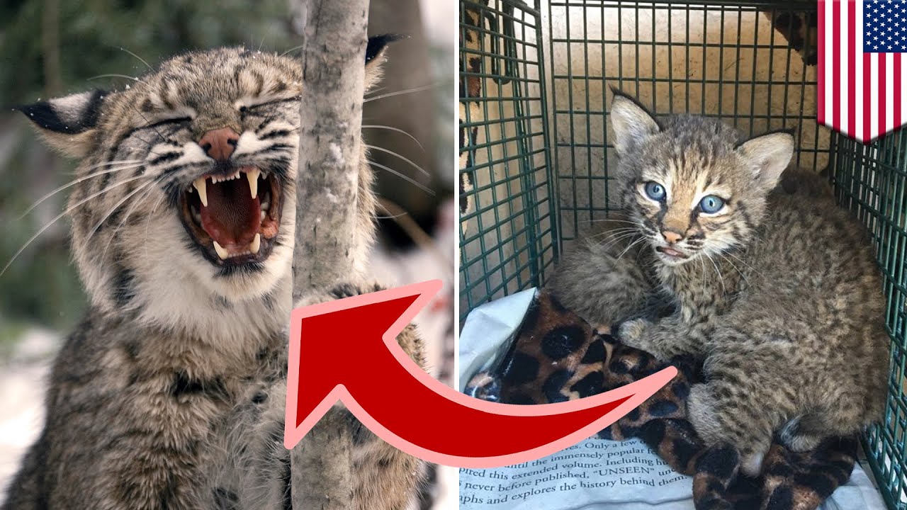 Keluarga selamatkan anak kucing bobcat yang dikira kucing biasa ...