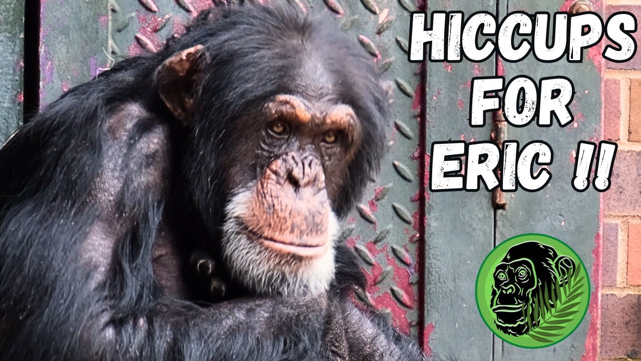 Alpha Male Chimpanzee Gets The Hiccups !! Someone Won't Be Happy - YouTube