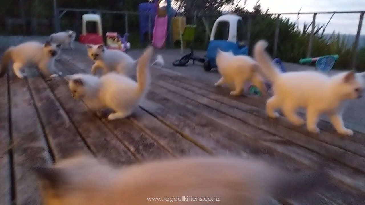 SO MANY KITTENS! - YouTube