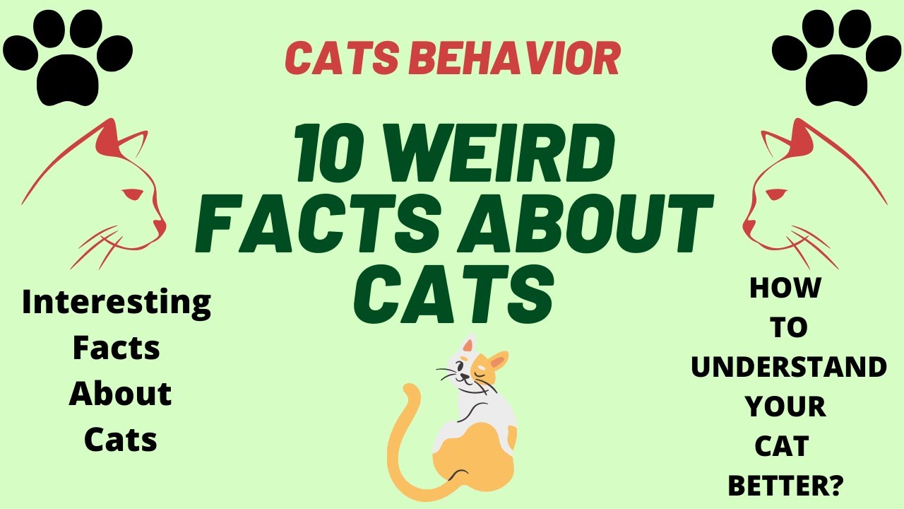 How to Understand Your Cat Better? Interesting Facts About Cat- Cat ...