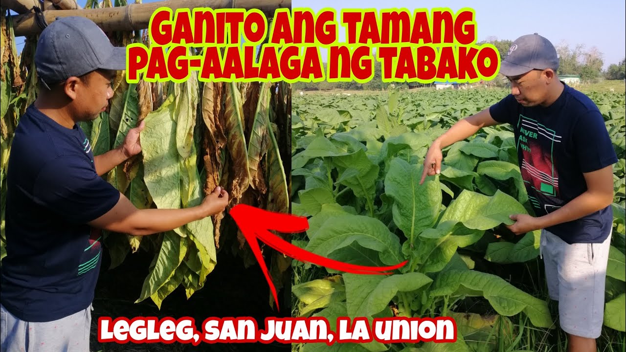 Mahalagang Kaalaman para Kumita ng MALAKI sa Tabako Farming - Panoorin ...