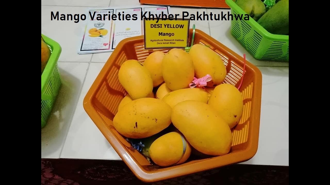 World Best Mango Varieties in Pakistan, Khyber Pakhtunkhwa (DIKHAN ...