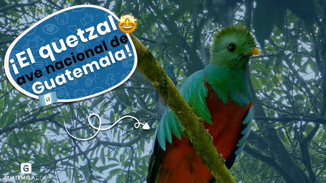 ¡El quetzal, ave nacional de Guatemala! - YouTube